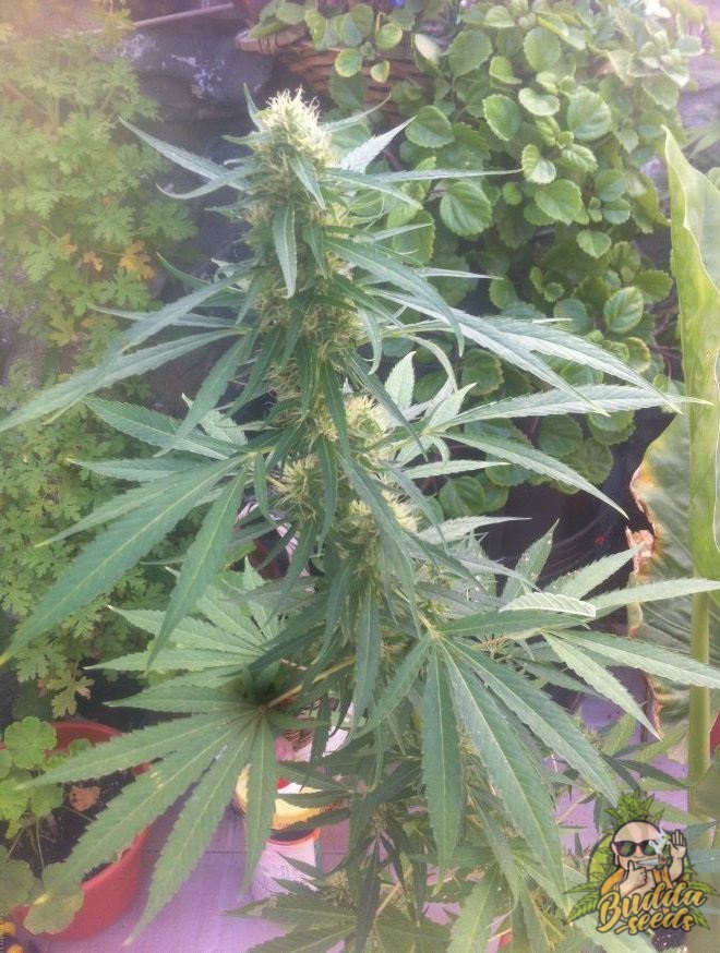 Auto АК-47 семена конопли в Украине Budda Seeds